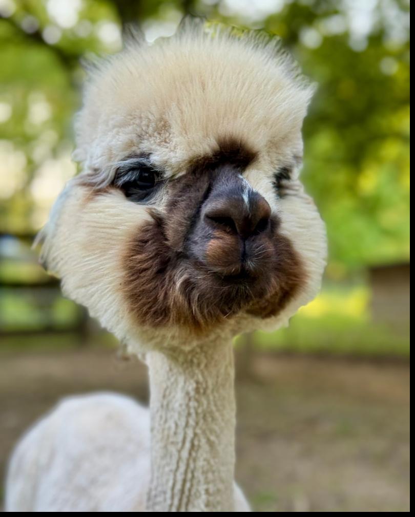 Home - Lost Mountain Alpaca Ranch