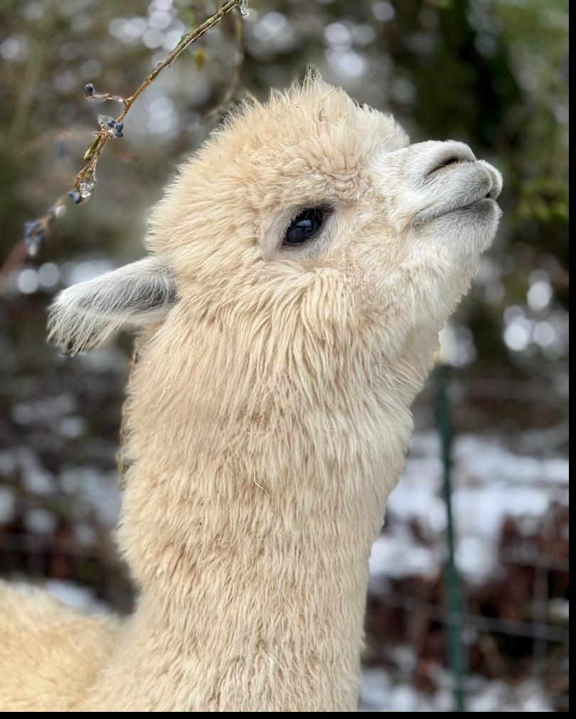Home - Lost Mountain Alpaca Ranch