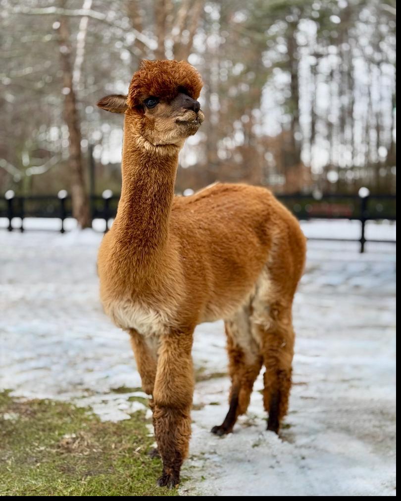 Home - Lost Mountain Alpaca Ranch